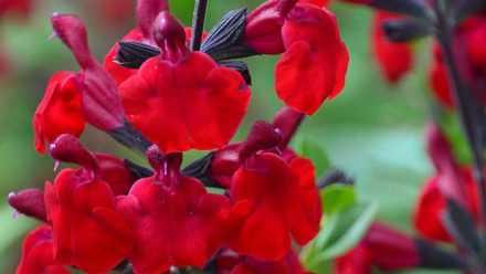 Comment cultiver une sauge arbustive en pot ? - Promesse de Fleurs