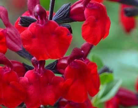 Comment cultiver une sauge arbustive en pot ? - Promesse de Fleurs