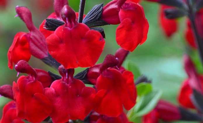 Comment cultiver une sauge arbustive en pot ? - Promesse de Fleurs