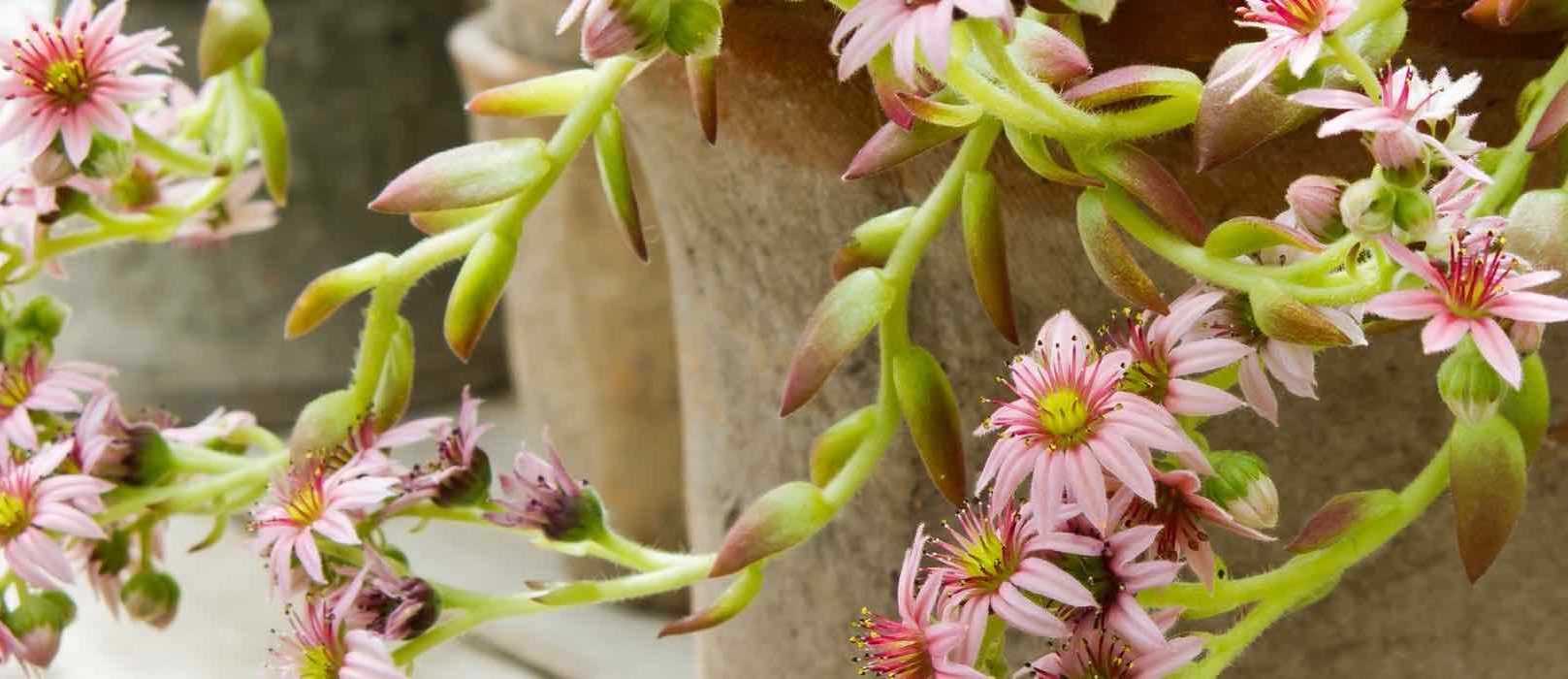 Comment cultiver un Sedum en pot ? - Promesse de Fleurs