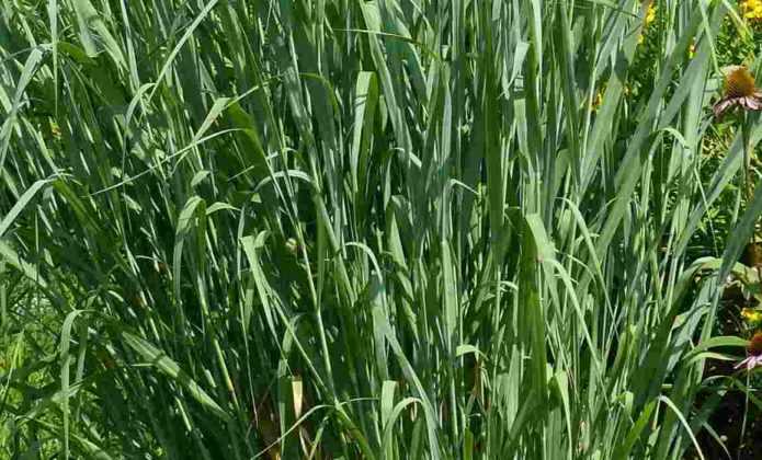 Panicum : les meilleures variétés - Promesse de Fleurs