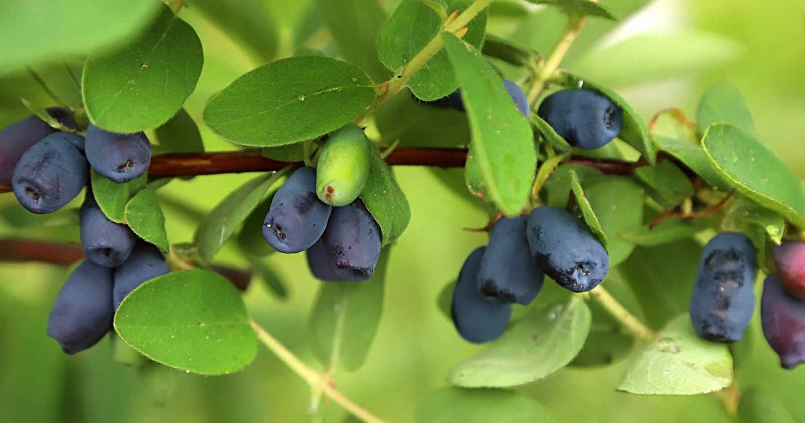 Baies comestibles originales et peu connues - Promesse de Fleurs