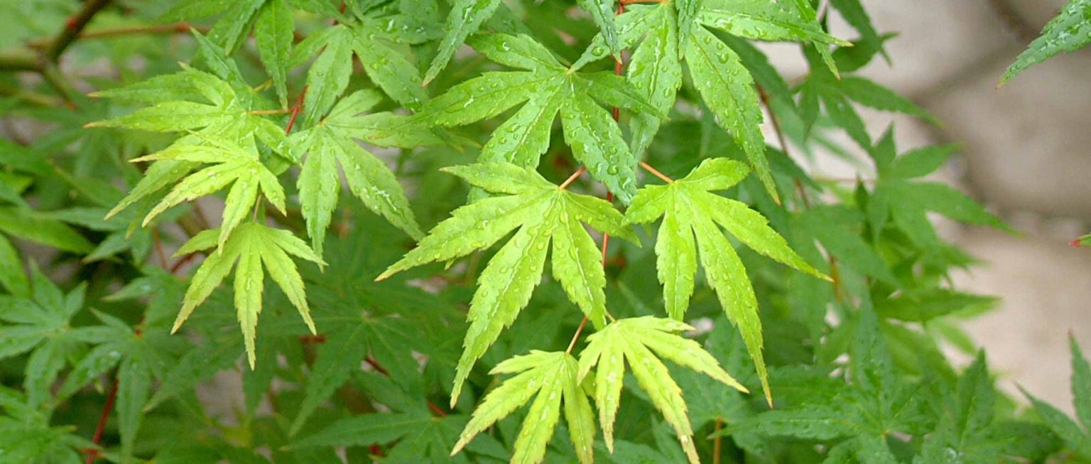 Erables du Japon à feuilles vertes - Promesse de Fleurs