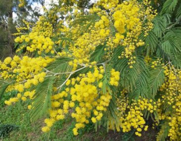 Mimosa : comment bien planter cet arbuste ? Conseil jardinage