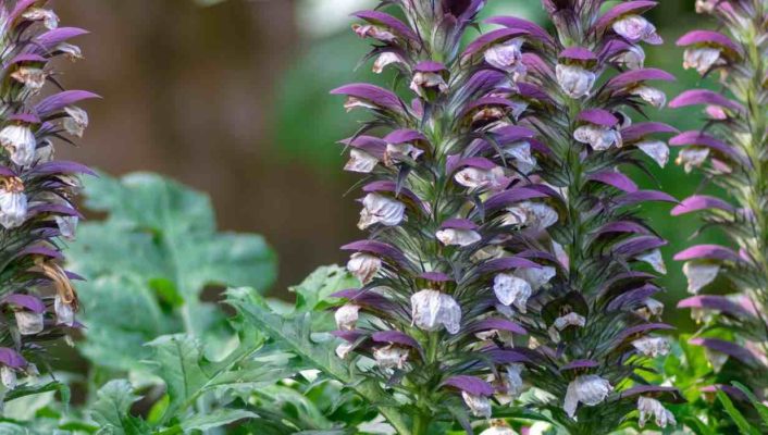 Acanthe : comment faire pousser cette plante ? Conseil jardinage