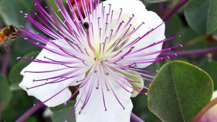 Comment cultiver le Câprier ? - Promesse de Fleurs