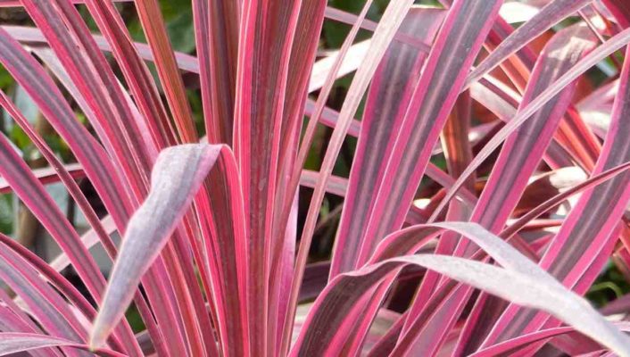 5 Cordylines à feuillage pourpre - Promesse de Fleurs