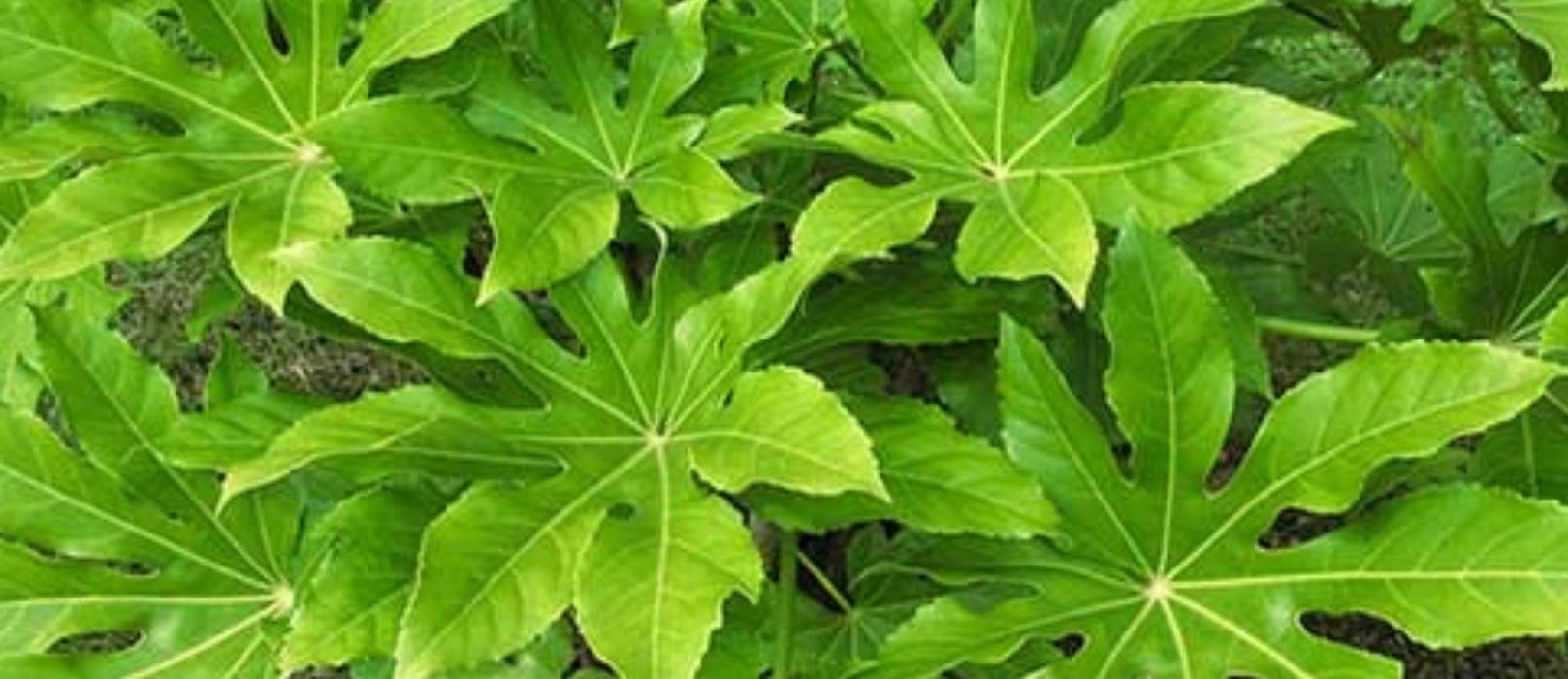 7 idées pour associer le Fatsia - Promesse de Fleurs