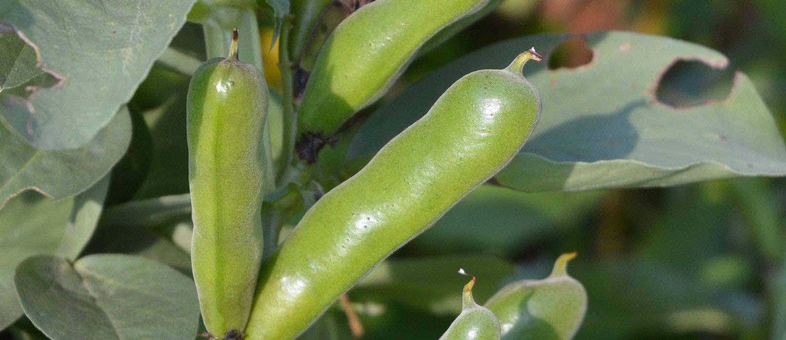 Réussir la culture des fèves - Promesse de Fleurs