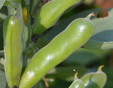 Réussir la culture des fèves - Promesse de Fleurs