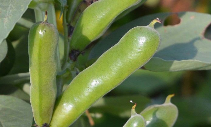 Fève : semer, cultiver et récolter au potager - Promesse de Fleurs