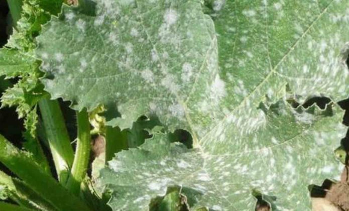 Maladies et parasites des courges et courgettes - Blog Promesse de fleurs