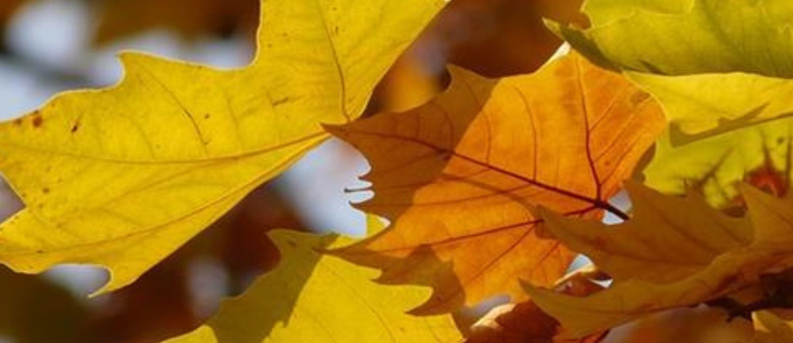 Platane : planter, tailler et entretenir - Blog Promesse de fleurs