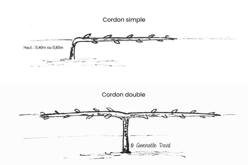 Comment former un pommier en cordon ? - Promesse de Fleurs