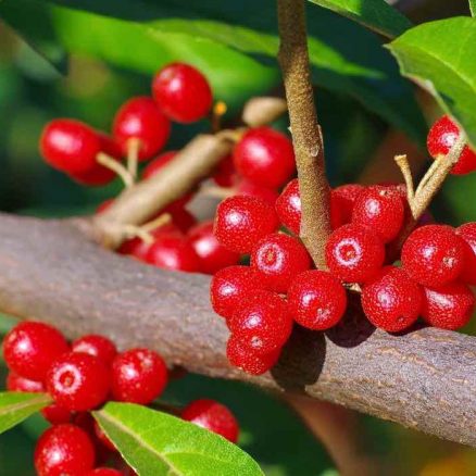 Cultiver le Goumi du Japon pour ses fruits comestibles - Promesse de fleurs