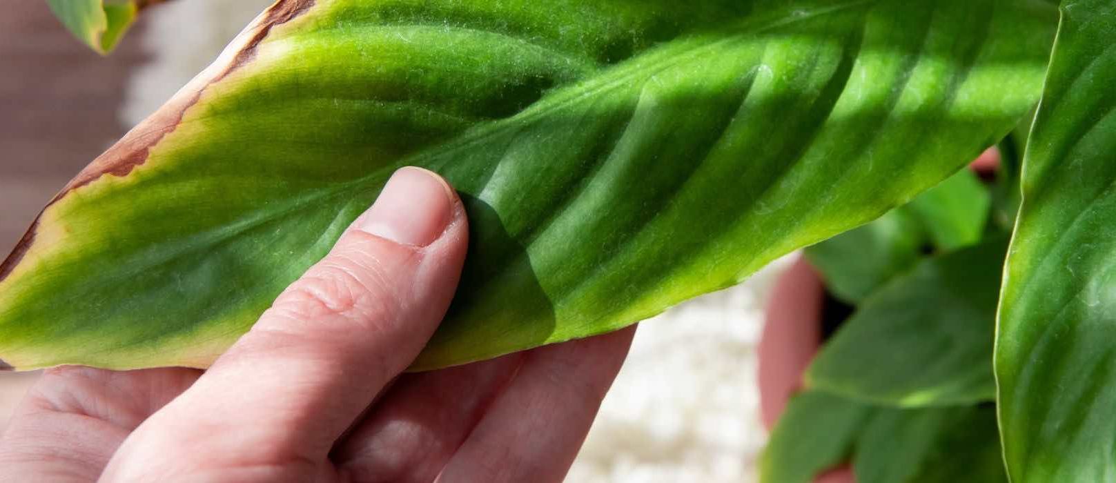 Pourquoi la pointe des feuilles de mes plantes d'intérieur brunit-elle ...