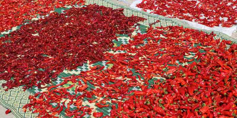 Comment faire sécher ses piments ? - Promesse de Fleurs