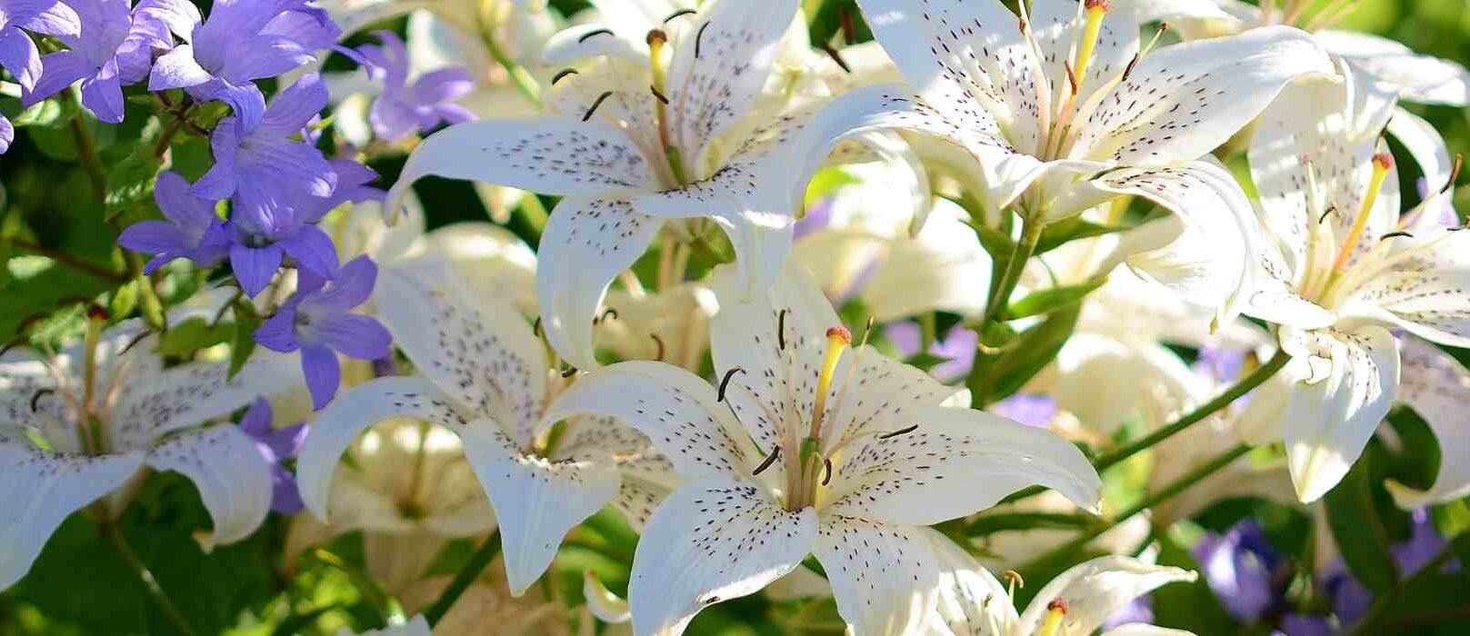 10 conseils pour réussir les Lys - Promesse de Fleurs