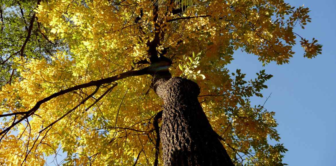 Frêne : plantation, taille, entretien - Promesse de Fleurs