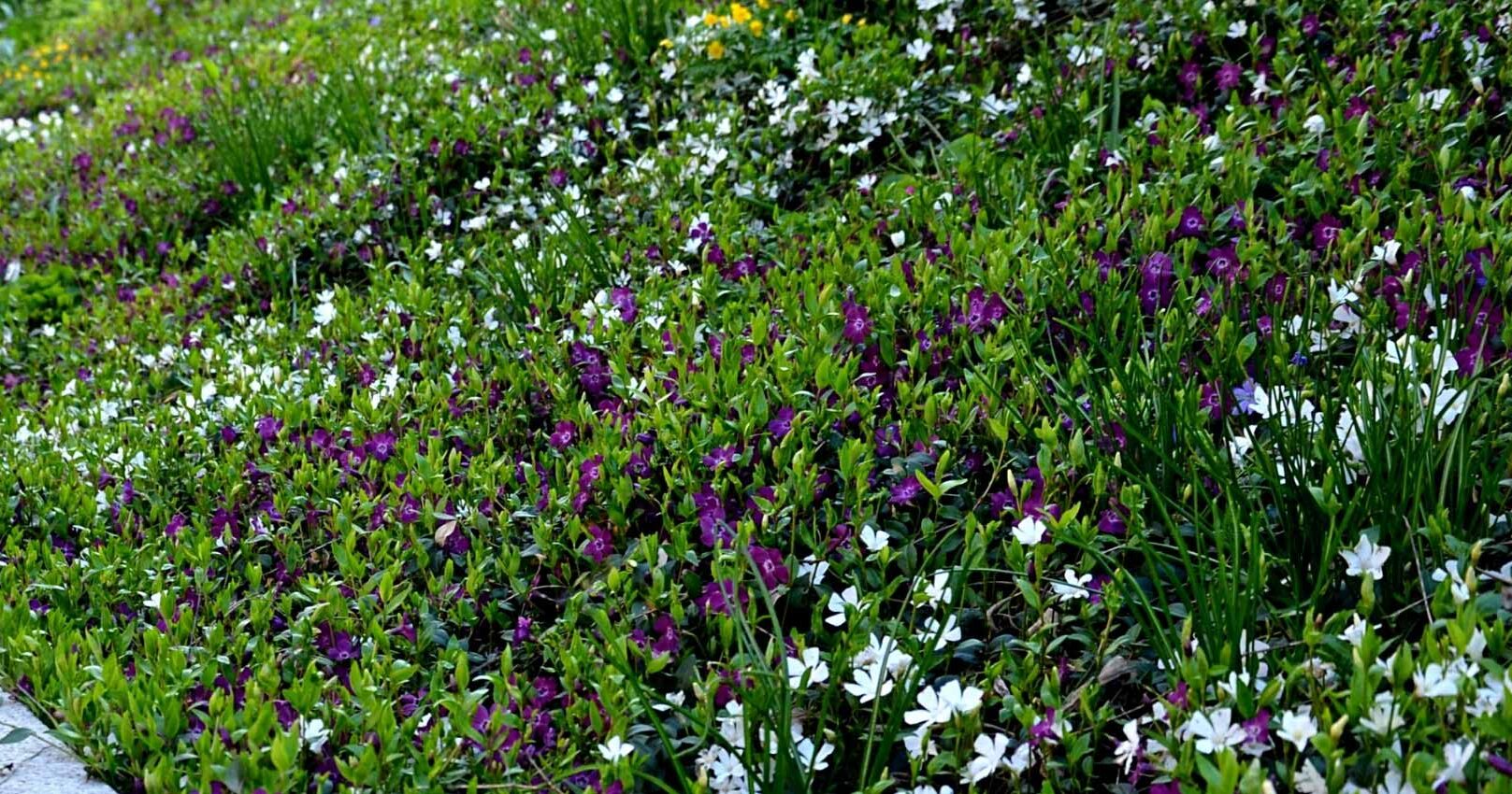 7 vivaces idéales pour végétaliser un talus - Promesse de Fleurs