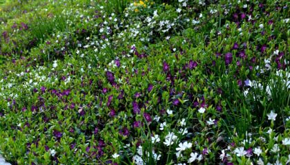 7 vivaces idéales pour végétaliser un talus - Promesse de Fleurs