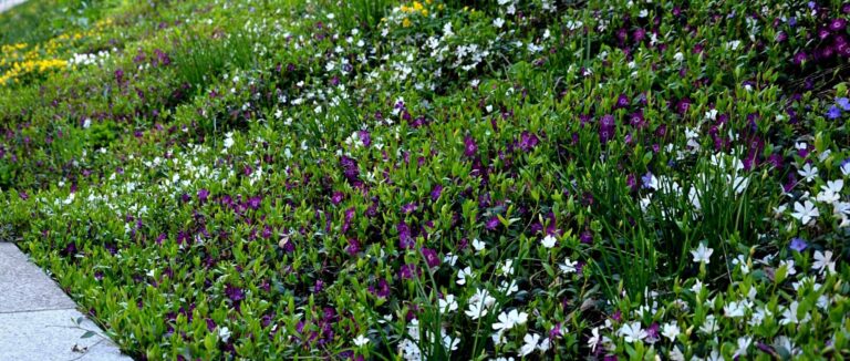 7 vivaces idéales pour végétaliser un talus - Promesse de Fleurs