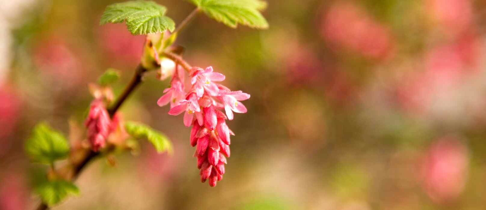 5 idées pour associer le groseillier à fleurs - Promesse de Fleurs