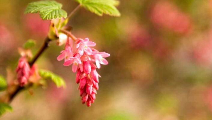 5 idées pour associer le groseillier à fleurs - Promesse de Fleurs