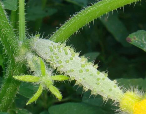 Maladies et parasites du concombre - Promesse de Fleurs