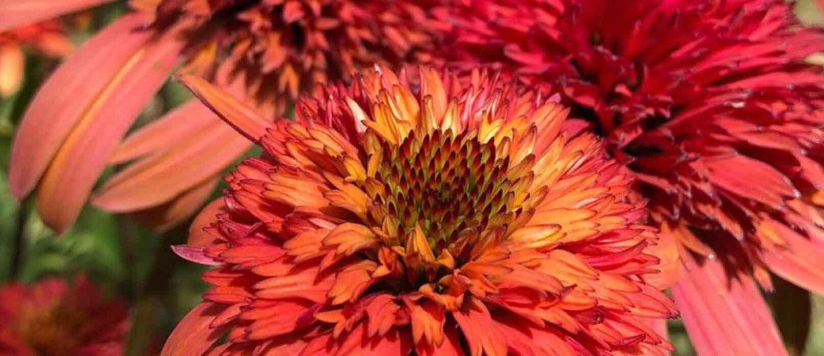 5 Echinacées à fleurs orange à découvrir - Promesse de Fleurs