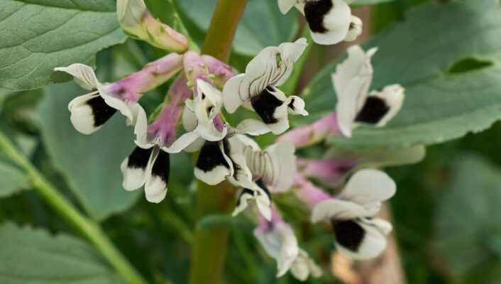Maladies et parasites de la fève - Promesse de Fleurs
