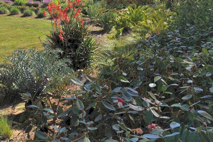 Choisir un goyavier du Brésil ou Feijoa - Promesse de Fleurs