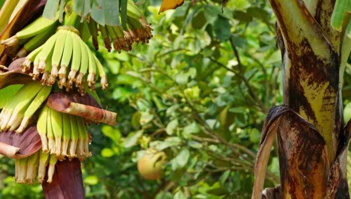 Cultiver un bananier en pleine terre - Promesse de Fleurs