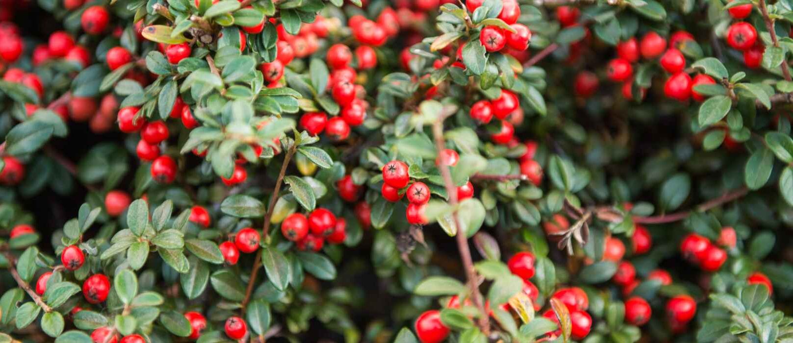 5 Cotoneasters parfaits en haie - Promesse de Fleurs