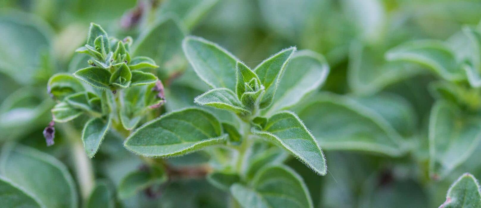 7 variétés d'origan à découvrir - Promesse de Fleurs