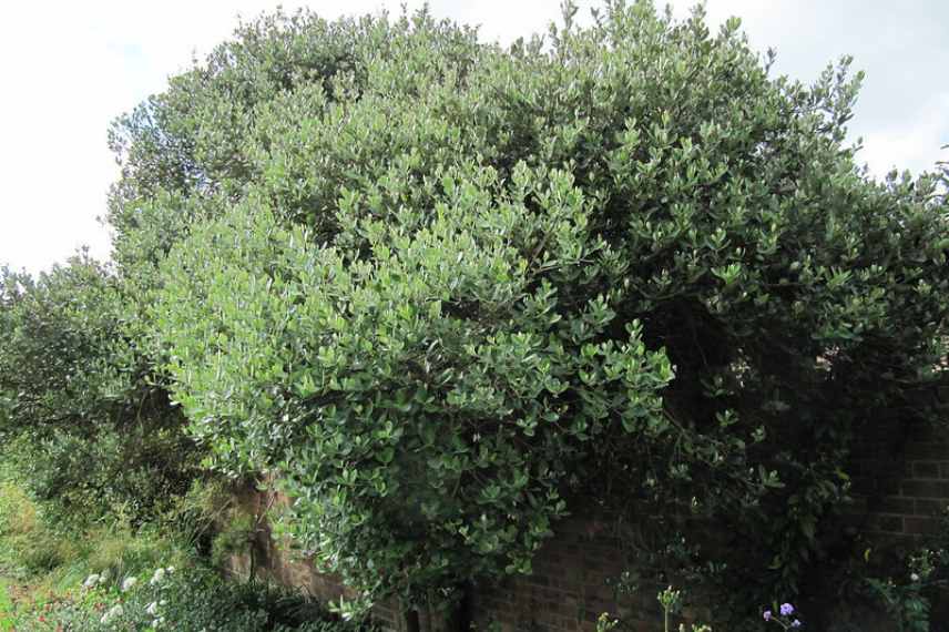 Choisir un goyavier du Brésil ou Feijoa - Promesse de Fleurs