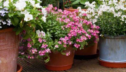 Comment choisir le pot idéal pour rempoter une plante