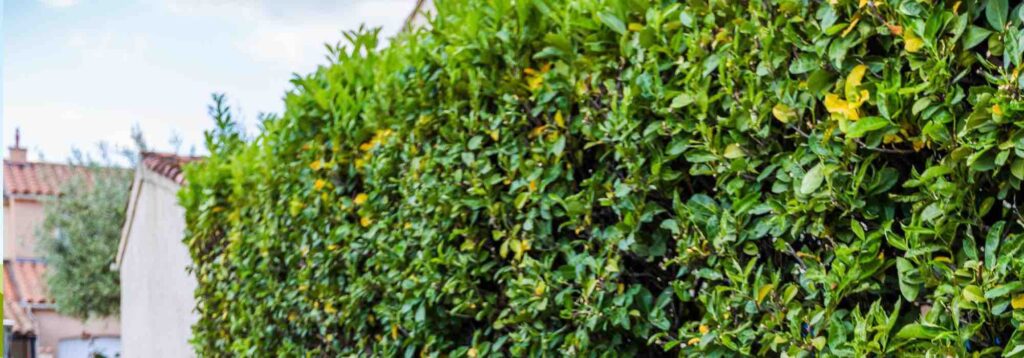 Planter et entretenir une haie de laurier - Promesse de Fleurs
