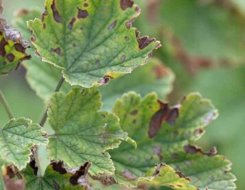 Maladies et parasites du myrtillier - Promesse de Fleurs