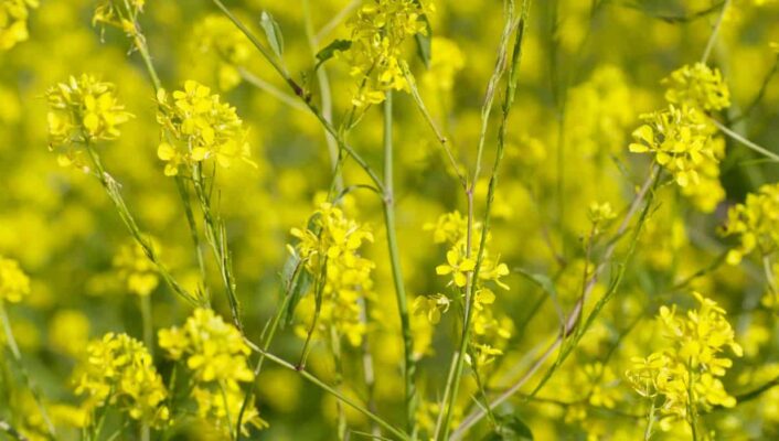Réussir la culture de la moutarde - Promesse de Fleurs