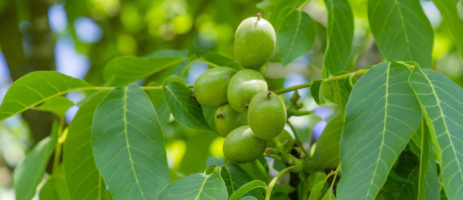 Noyer : comment choisir la bonne variété ? - Promesse de Fleurs