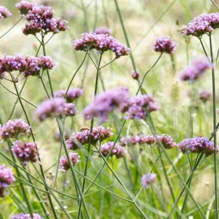 7 vivaces de soleil à longue floraison - Promesse de Fleurs