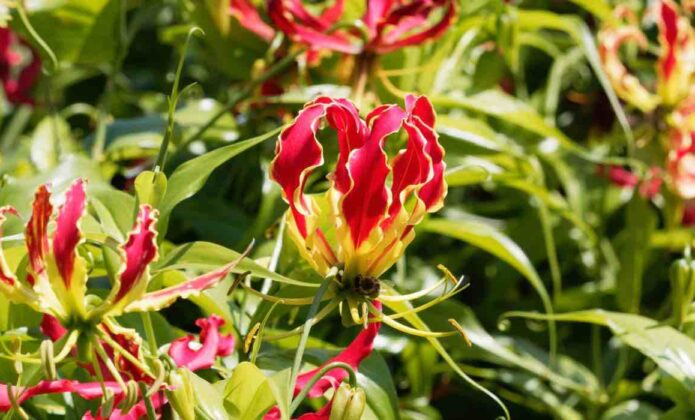Cultiver le Gloriosa en pot - Promesse de fleurs