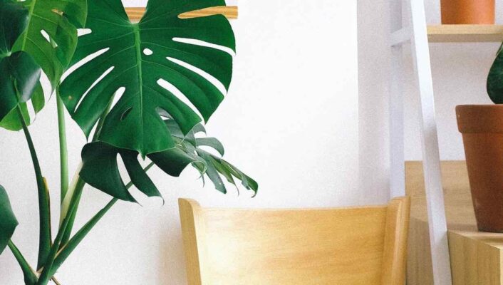 Comment cultiver le Monstera ? - Promesse de fleurs
