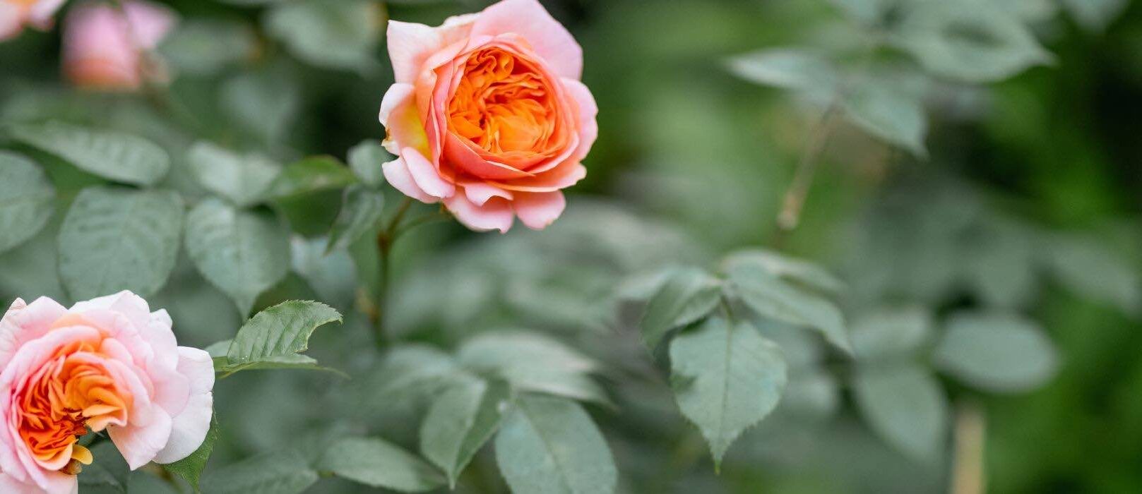 Nos secrets pour des rosiers en pot florissants