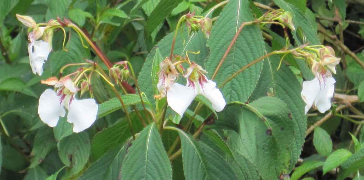 Impatiens vivaces : entretien et plantation