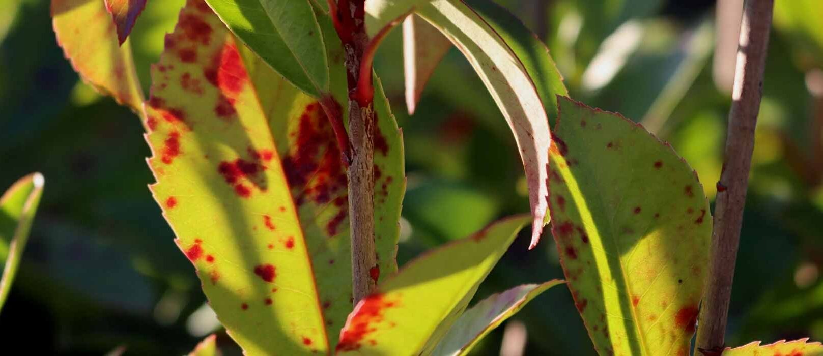 Les maladies et parasites du Photinia - Blog Promesse de fleurs