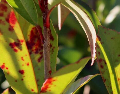 Les maladies et parasites du Photinia - Blog Promesse de fleurs