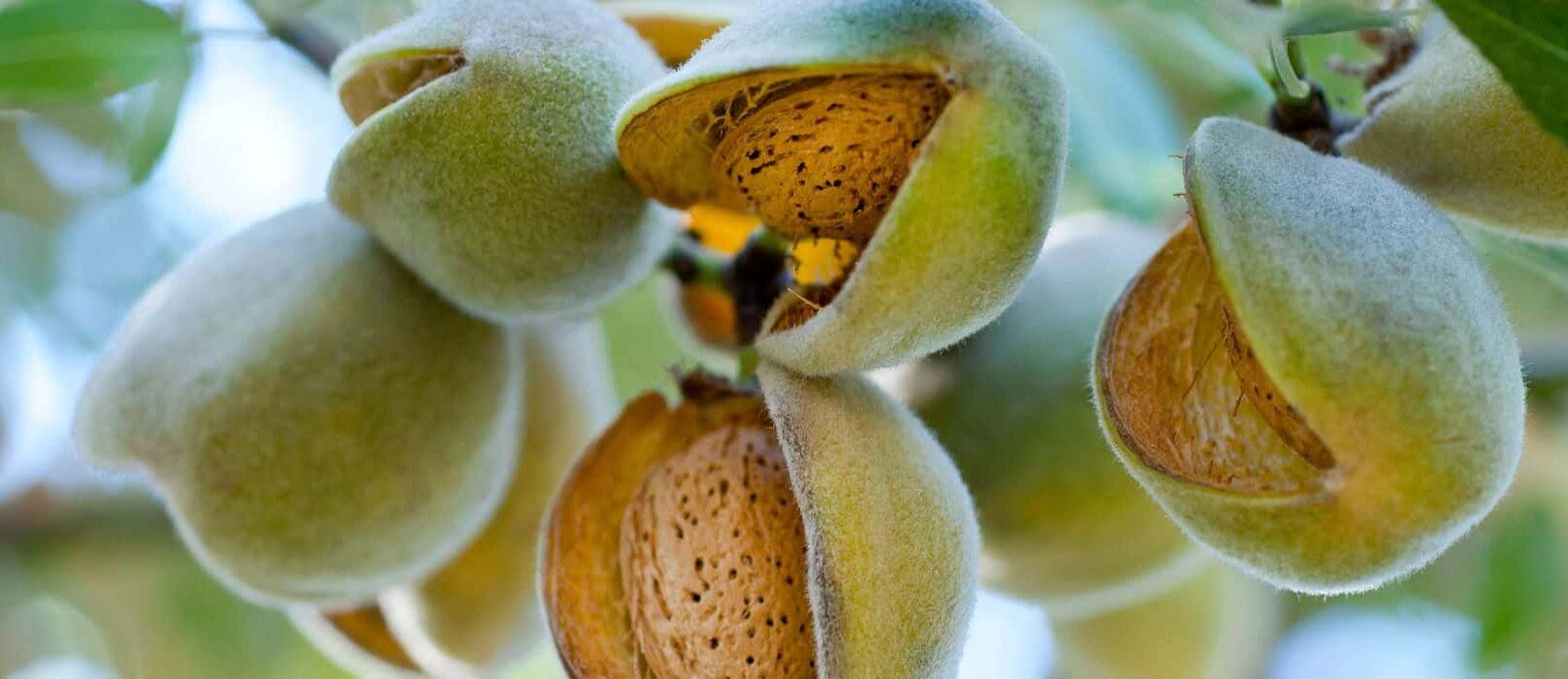 Choisir un amandier suivant différents critères - Promesse de fleurs