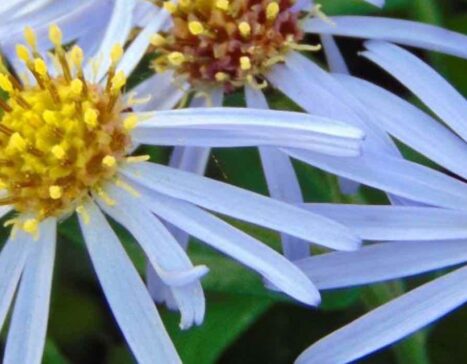 Cultiver un aster en pot - Blog Promesse de fleurs